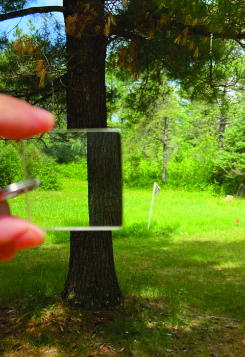 Forest Inventory Sampling Methods for the Woodlot - Grit